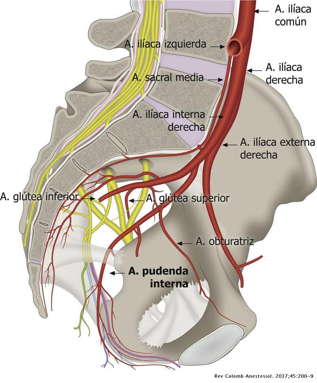 Neuropatía del pudendo y Fisioterapia - Kayas